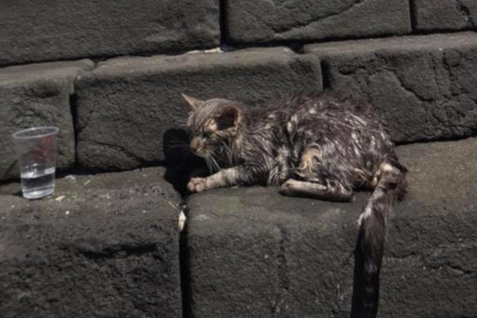 Arrecife pone en marcha la recogida de animales perdidos o abandonados ...